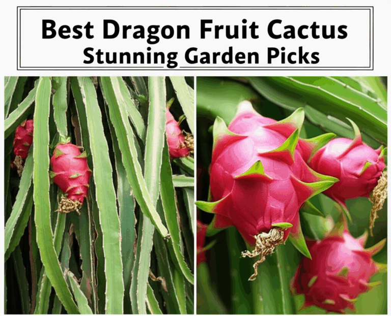 Best Dragon Fruit Cactus: Stunning Garden Picks | Foliar Garden