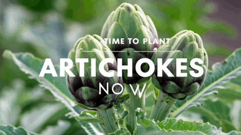 Unearthing the Secrets: The Best Time to Plant Globe Artichokes for a ...