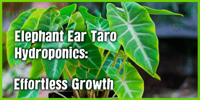 Elephant Ear Taro Hydroponics: Effortless Growth | Foliar Garden