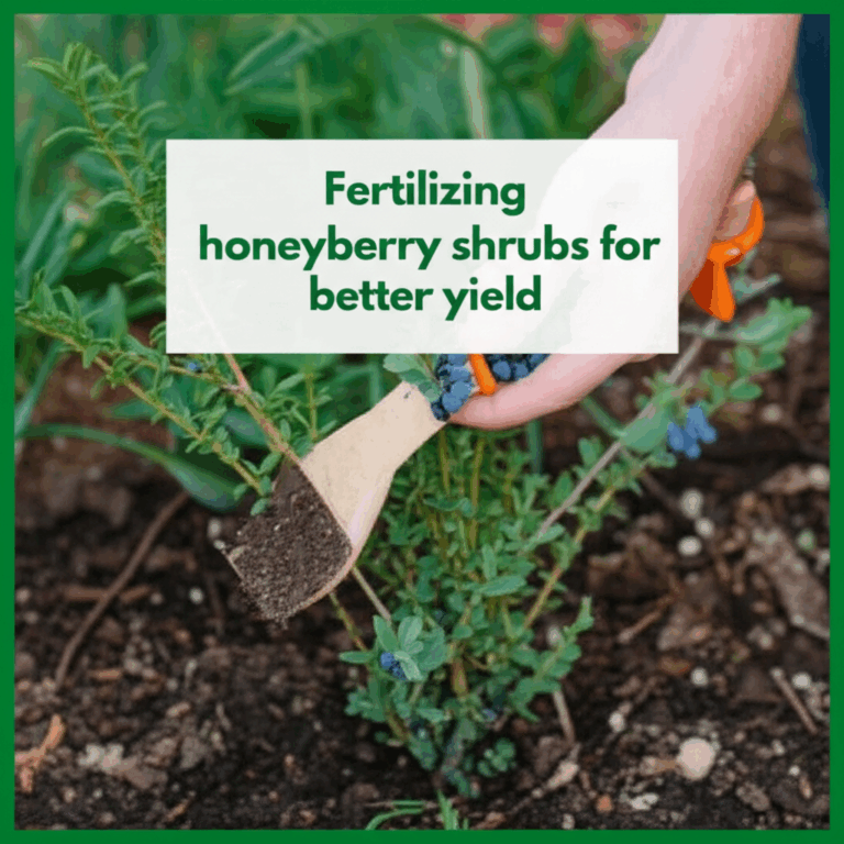 Boost Your Honeyberry Harvest: A Comprehensive Guide to Fertilizing for ...