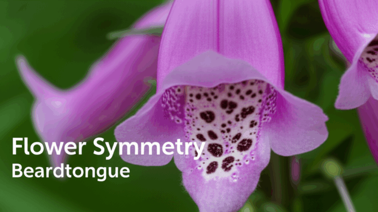 Unveiling the Geometric Beauty: A Symmetry Study of Foxglove ...