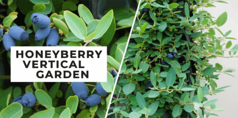 Cultivate Your Urban Oasis: The Honeyberry Shrub DIY Vertical Garden
