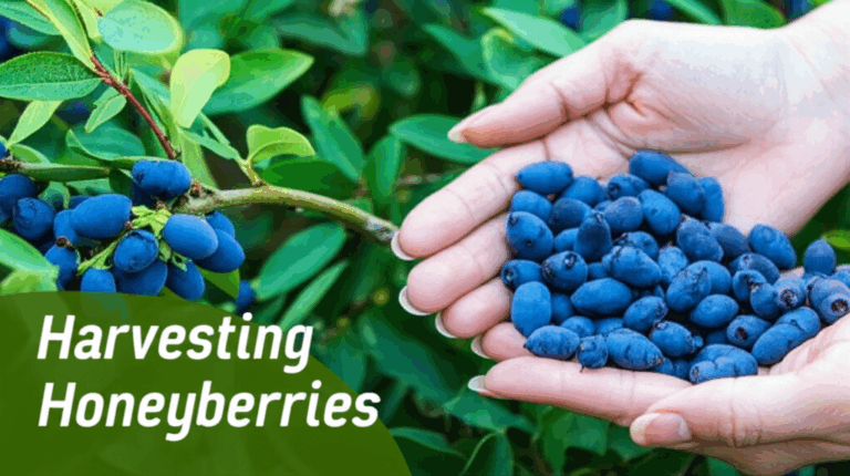 Harvesting Honeyberries: A Comprehensive Guide to Flavorful Fruit ...