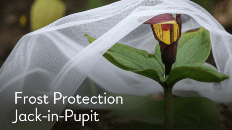 Safeguarding Your Jack-in-the-Pulpit: A Comprehensive Guide to Frost ...