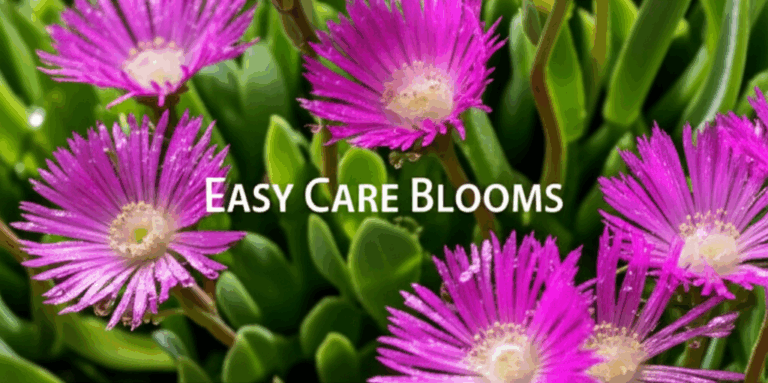Ice Plant Succulent: Your Guide to an Effortless & Stunning Easy-Care ...