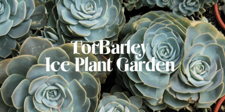 Cultivate a Dazzling Indoor Oasis: Your Guide to Easy Ice Plant ...