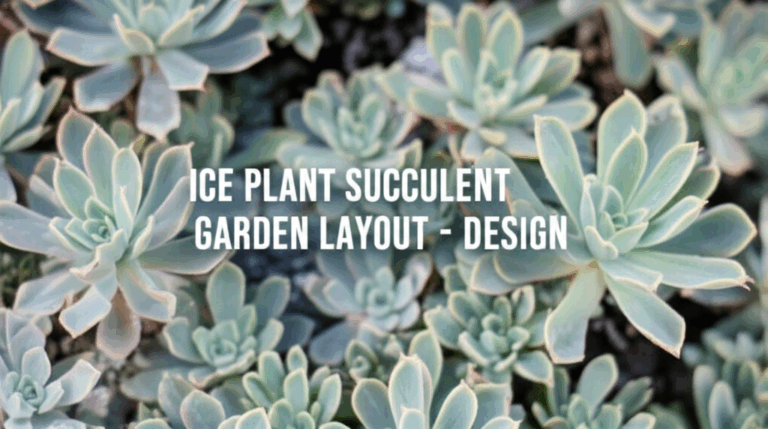 Cultivating a Dazzling Ice Plant Succulent Garden: Design, Layout, and Care