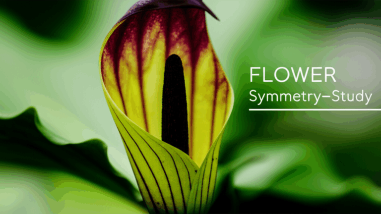 Unveiling the Intricate Symmetry of the Jack-in-the-Pulpit Flower: A ...