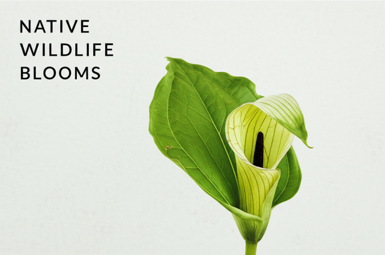 Foliar Application: Boost Plant Health and Yield Effectively | Foliar ...