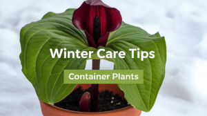 Jack-in-the-Pulpit Winter Care: Keeping Your Container Plants Thriving