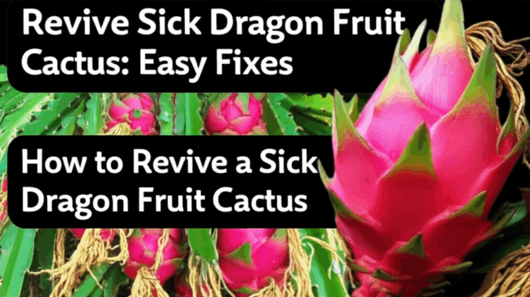 Revive Sick Dragon Fruit Cactus: Easy Fixes | Foliar Garden
