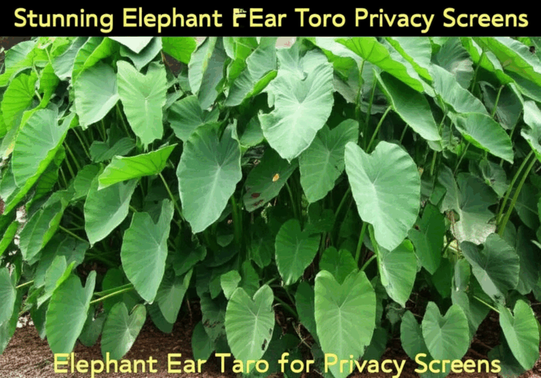 Stunning Elephant Ear Taro Privacy Screens | Foliar Garden
